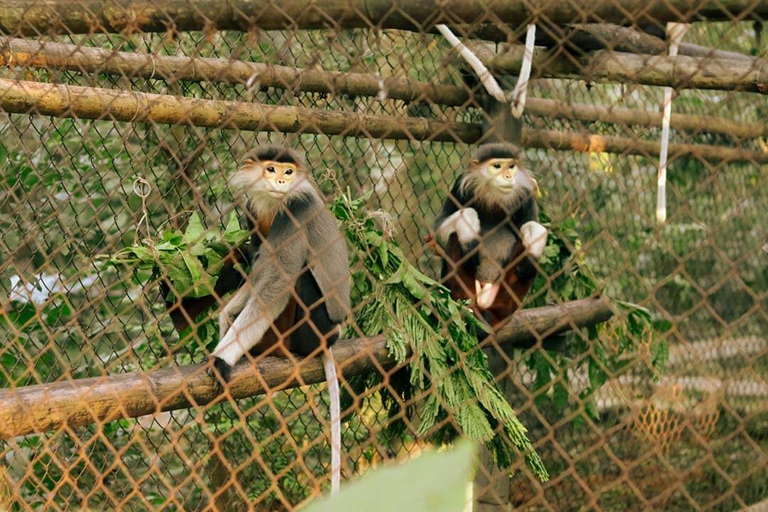 Endangered Primate Rescue Center in Ninh Binh