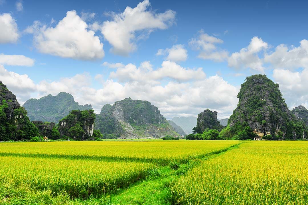 TOP Ninh Binh Rice Fields To Discover When Visit Here