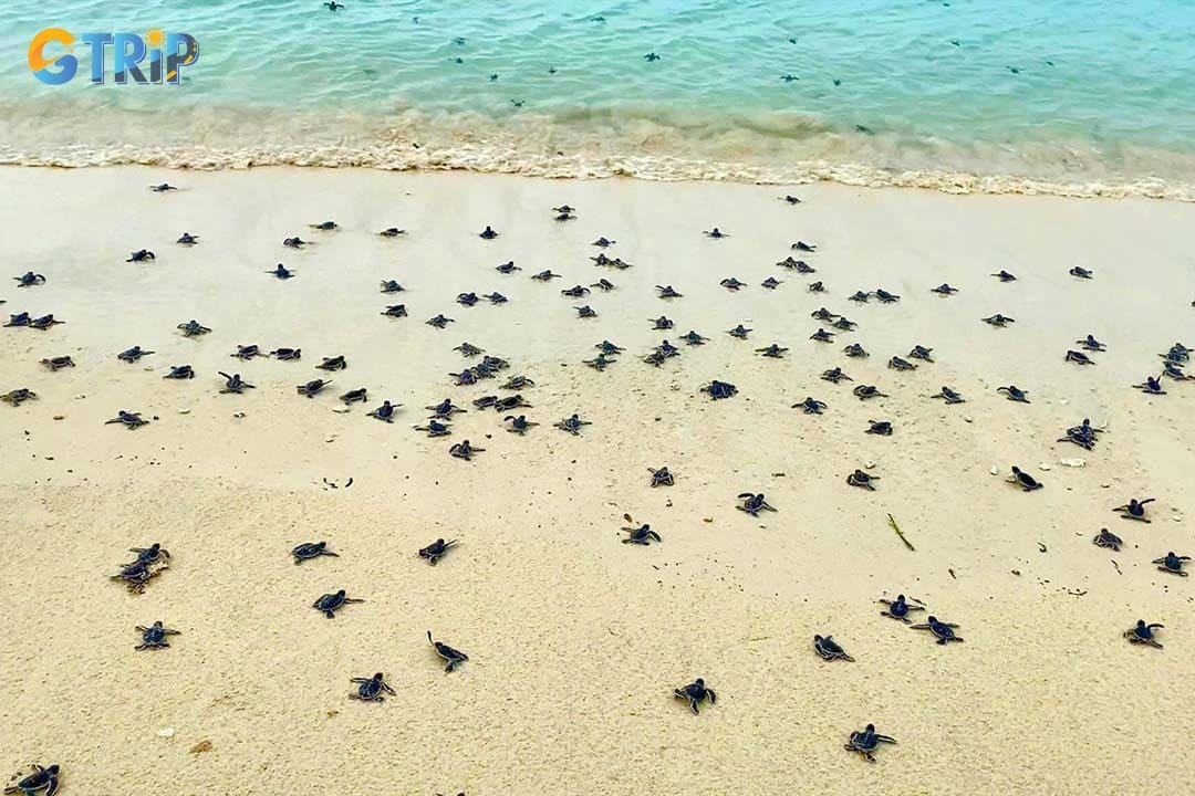 Con Dao Archipelago: Travel Guide, Things to Do & How to Get There